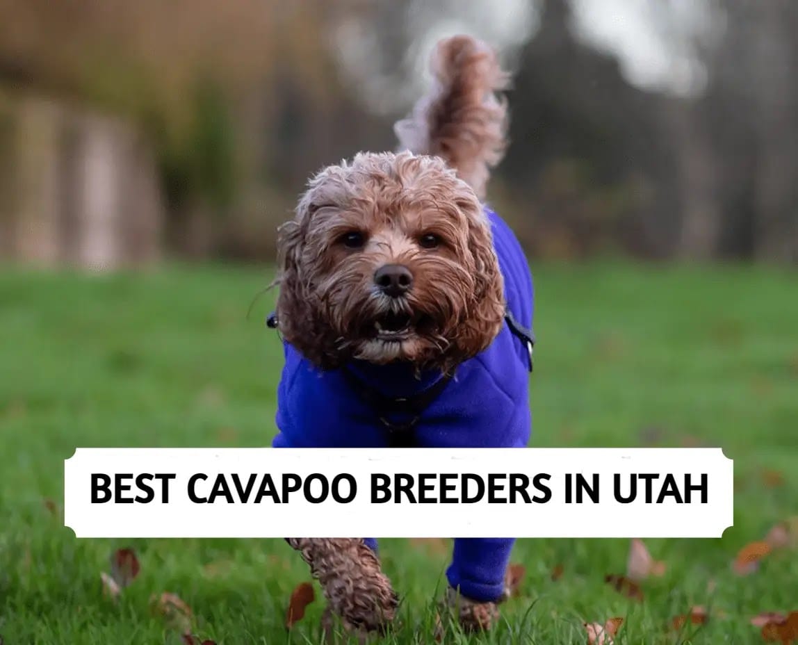 6 Best Cavapoo Breeders In Utah (2025)