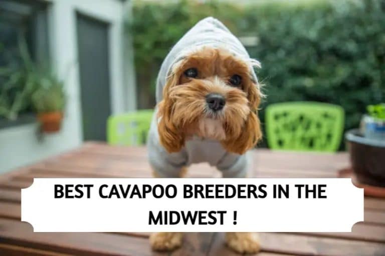 5 Best Cavapoo Breeders in the Midwest (2025)