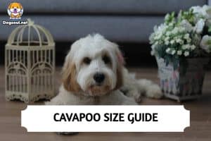 Cavapoo Size - How Big Do Full Grown Cavapoos Get?
