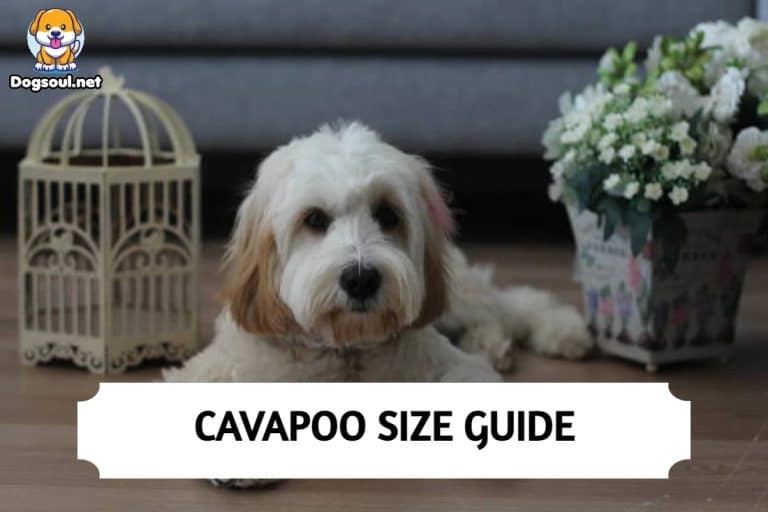 Cavapoo Size - How Big Do Full Grown Cavapoos Get?