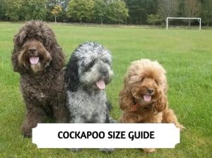 Cockapoo Size - How Big Do Full Grown Cockapoos Get?