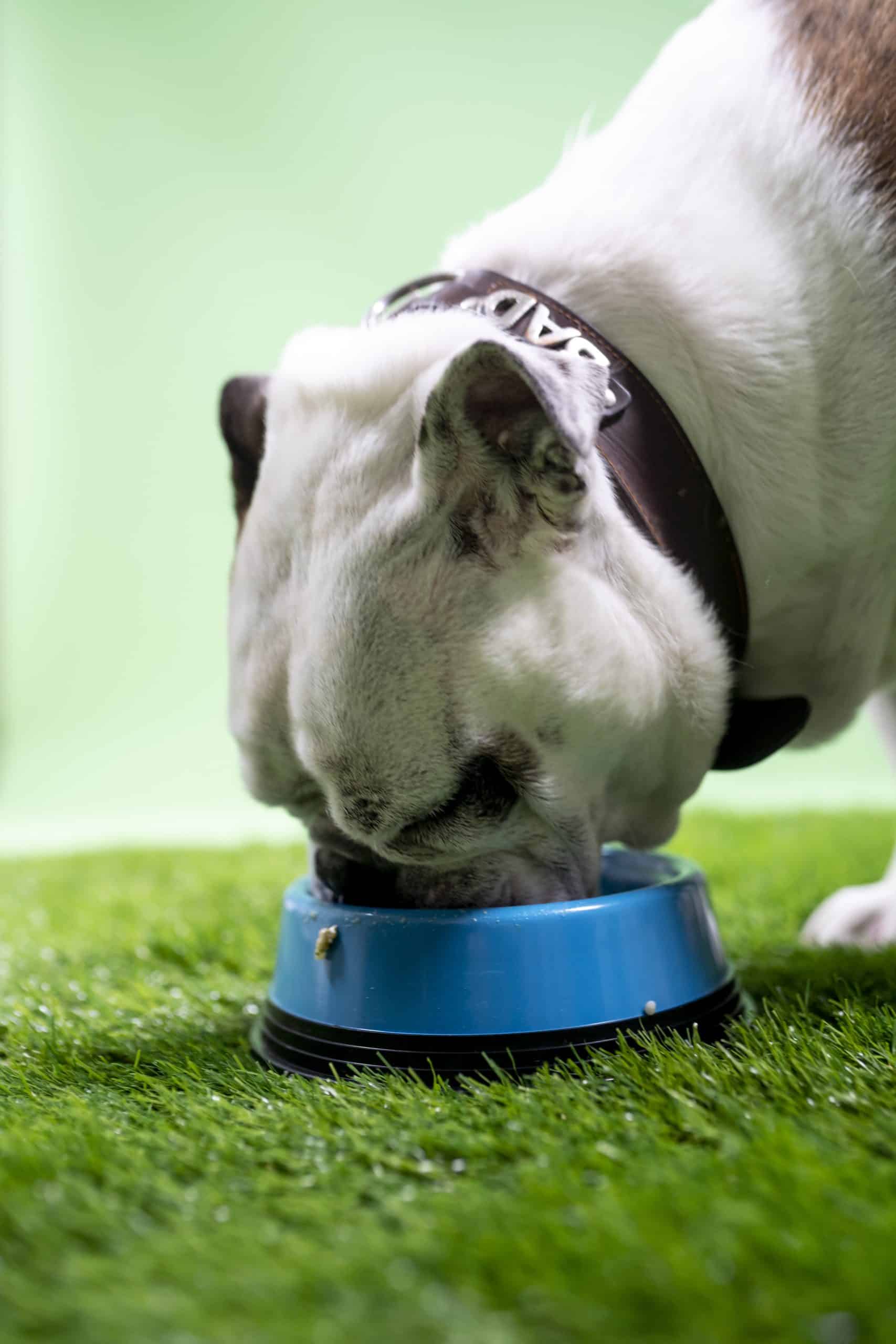 Can Dogs Eat Quail Eggs? Learn the facts
