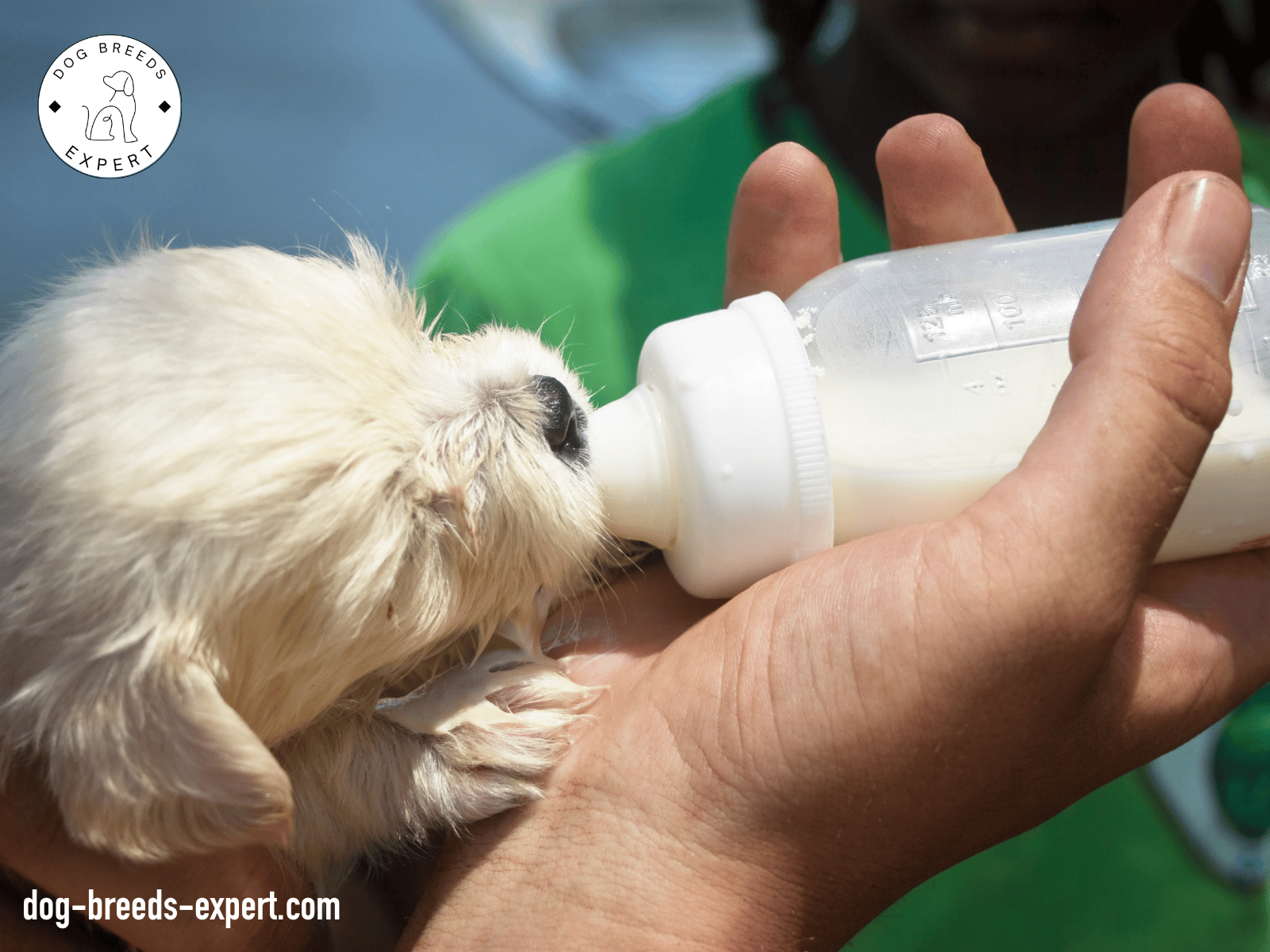 Can Dogs Have Powdered Milk? Let's Discuss Pros and Cons