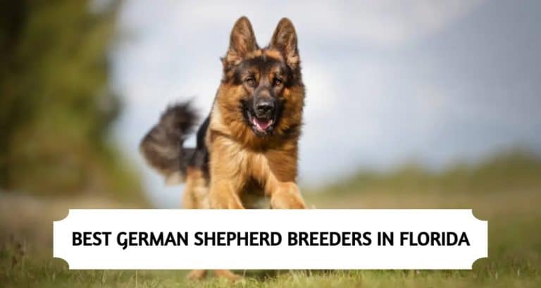 4 Best German Shepherd Breeders in Florida (2025)
