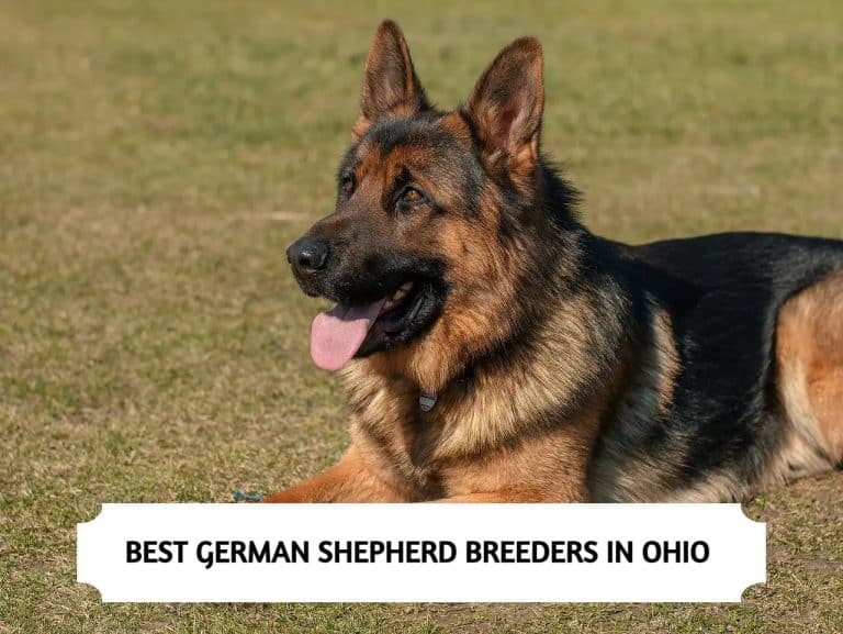 5 Best German Shepherd Breeders in Ohio (2025)