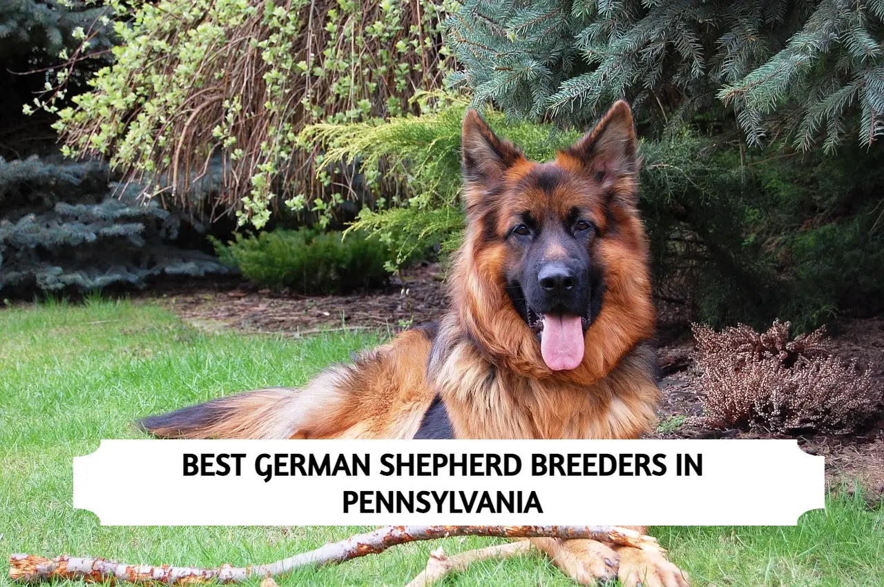 5 Best German Shepherd Breeders in Pennsylvania! (2025)