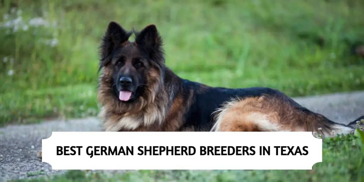 6 Best German Shepherd Breeders in Texas (2025)