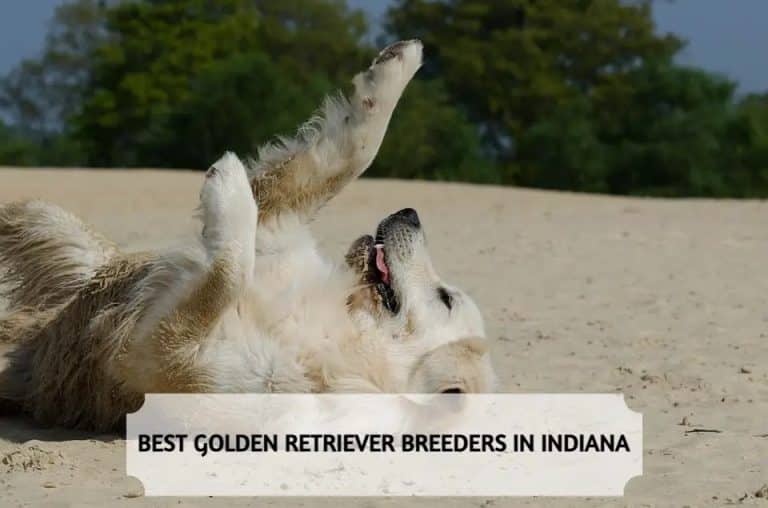5 Best Golden Retriever Breeders in Indiana (2025)