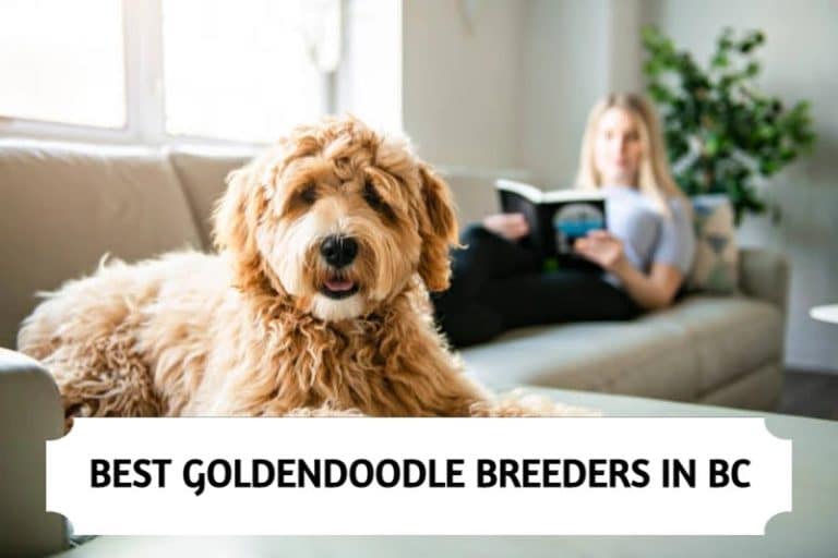 6 Best Goldendoodle Breeders in British Columbia (BC) (2025)