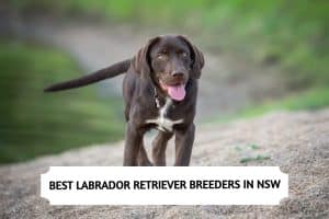 Best Labrador Retriever Breeders in NSW (2025) – Top 5 Picks