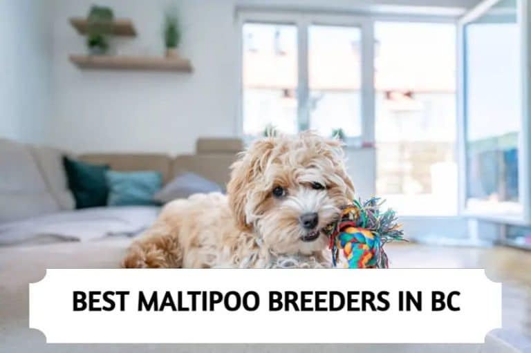 Bernedoodle Breeders in the UK | List Of Local Breeders