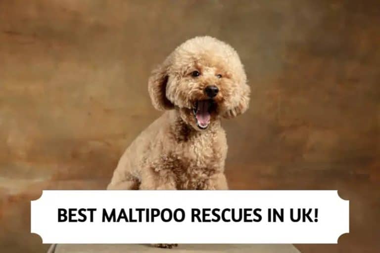 Best Maltipoo Rescues in UK (2025)