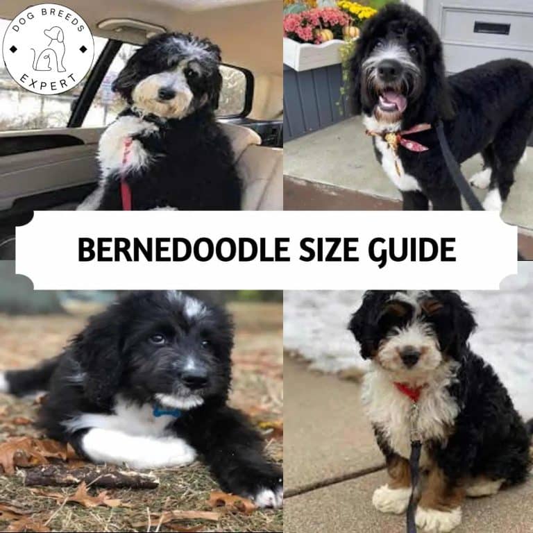 Bernedoodle Size - How Big Do Bernedoodles Get When They're Fully Grown?