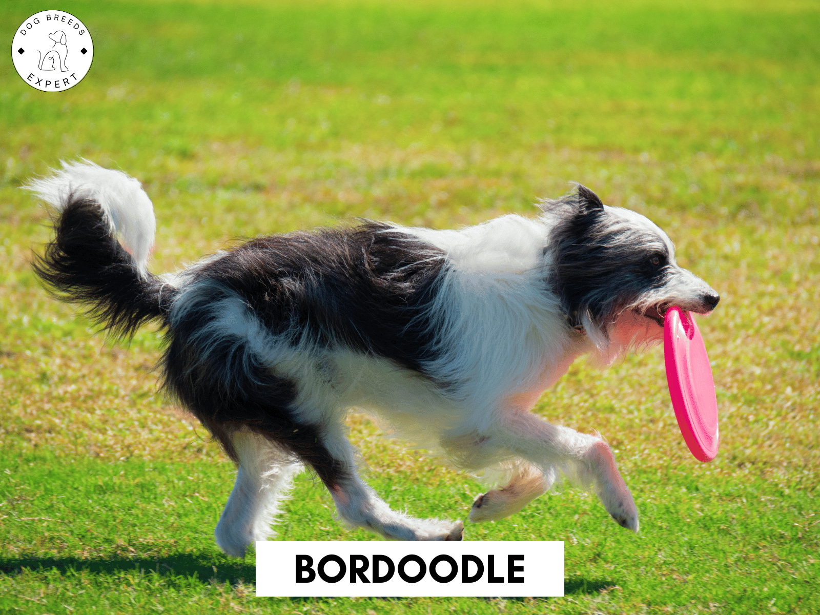 Poodle Mixes - List of the 63 Most Popular Poodle Cross Breeds [2025]