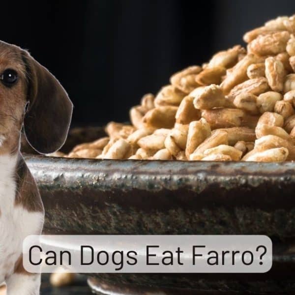 The Afghan Hound dog breed. Are you curious about this dog?