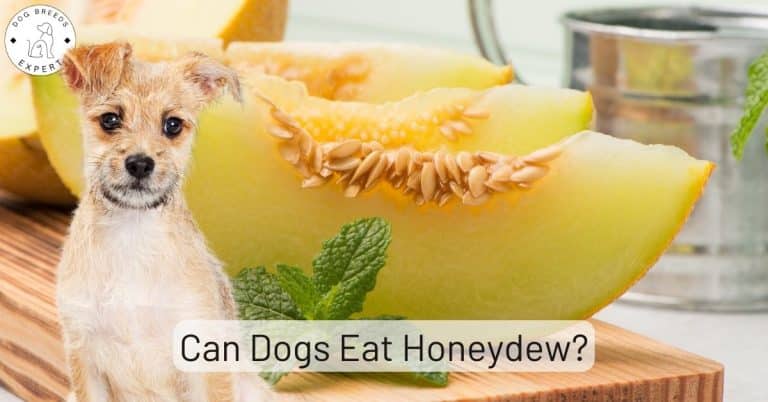 Can Dogs Eat Mung Beans, Also Known As Monggo?
