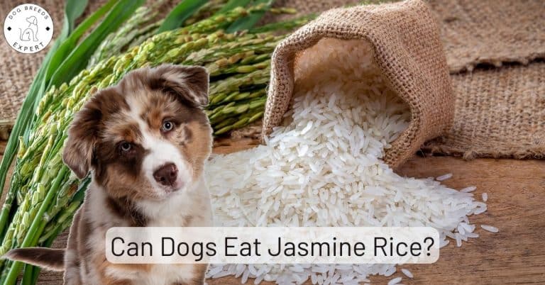Can Dogs Eat Jasmine Rice?