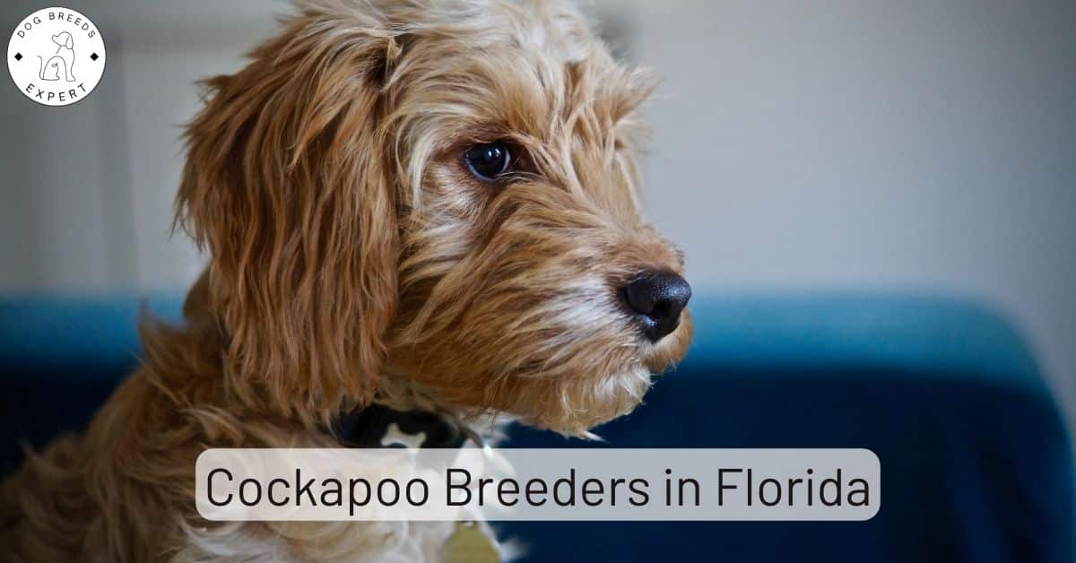 7 Best Labrador Retriever Breeders in the USA (2025)