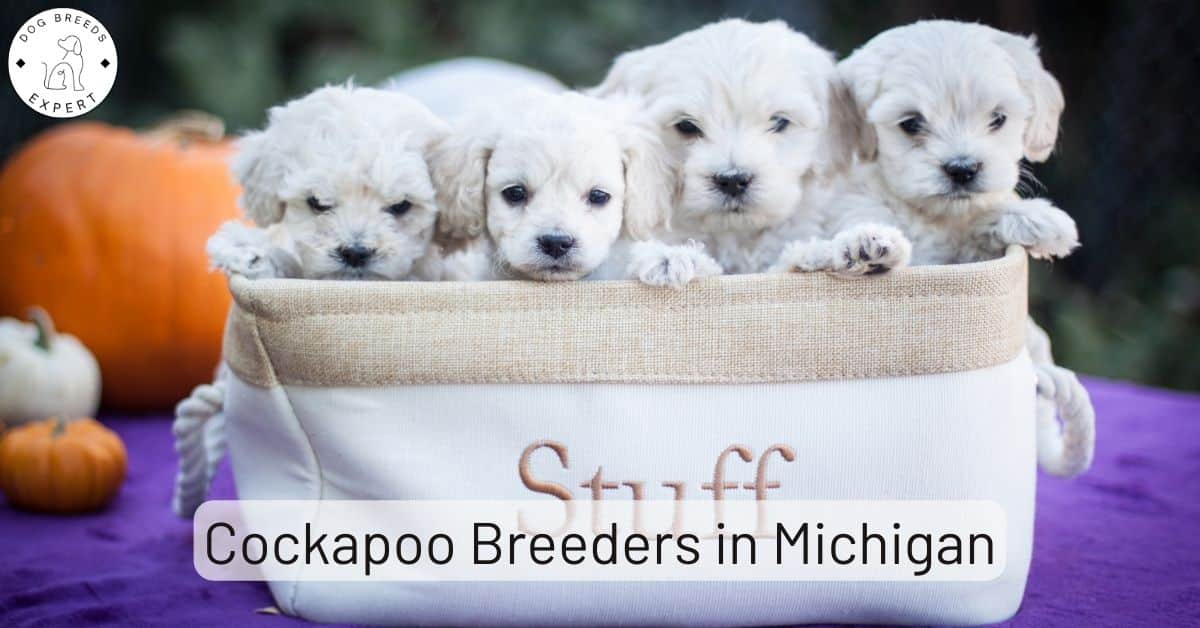 Cockapoo Breeders in Michigan [2025] | List of 7 Local Breeders
