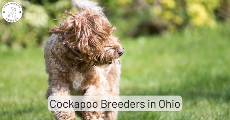 Cockapoo Breeders in Ohio [2025] | List of 8 Local Breeders