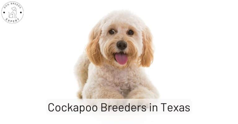 Cockapoo Breeders in Texas [2025] | List of 6 Local Breeders