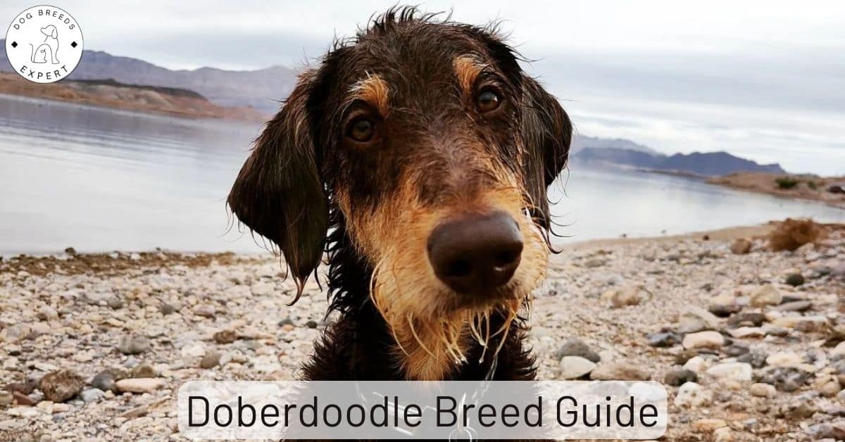 The Doberdoodle - All You Need To Know