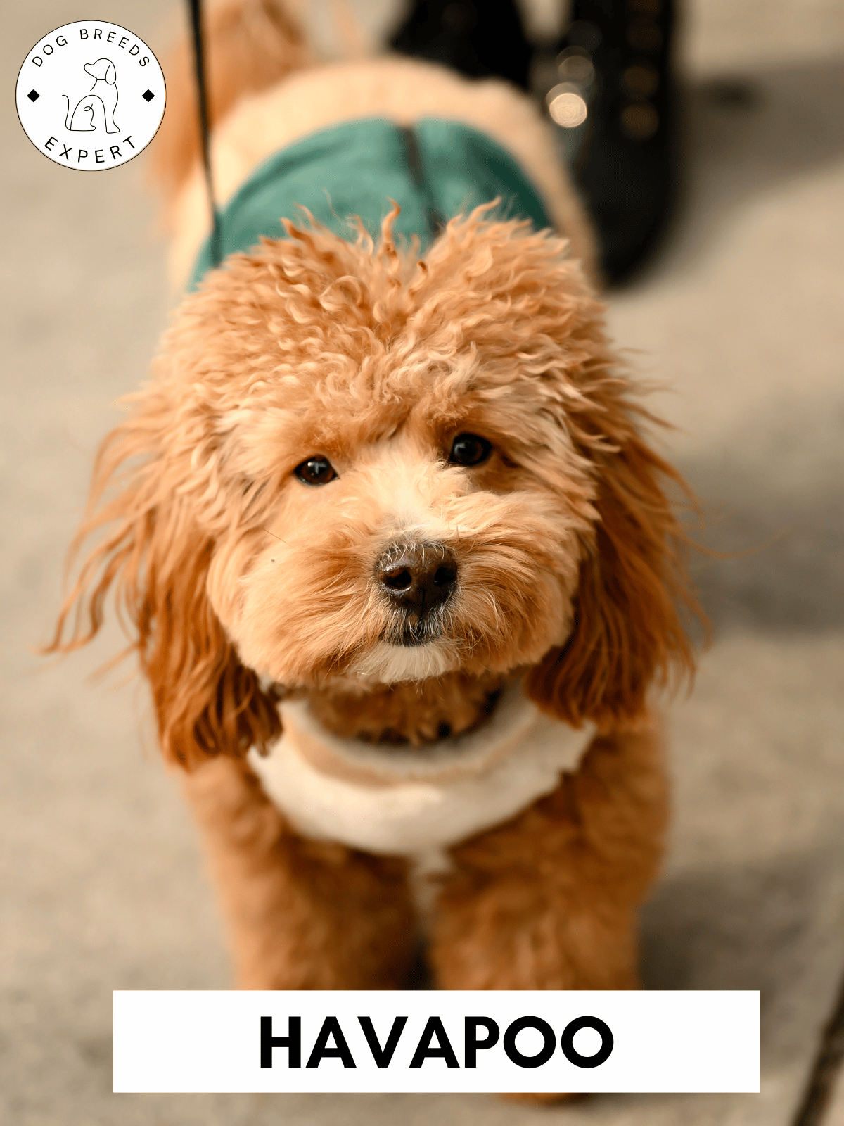 Poodle Mixes - List of the 63 Most Popular Poodle Cross Breeds [2025]