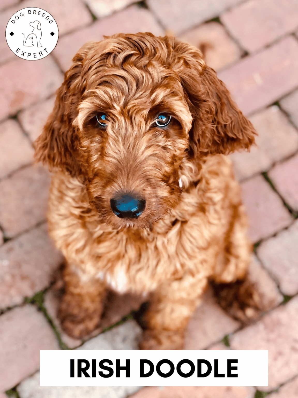 Poodle Mixes - List of the 63 Most Popular Poodle Cross Breeds [2025]