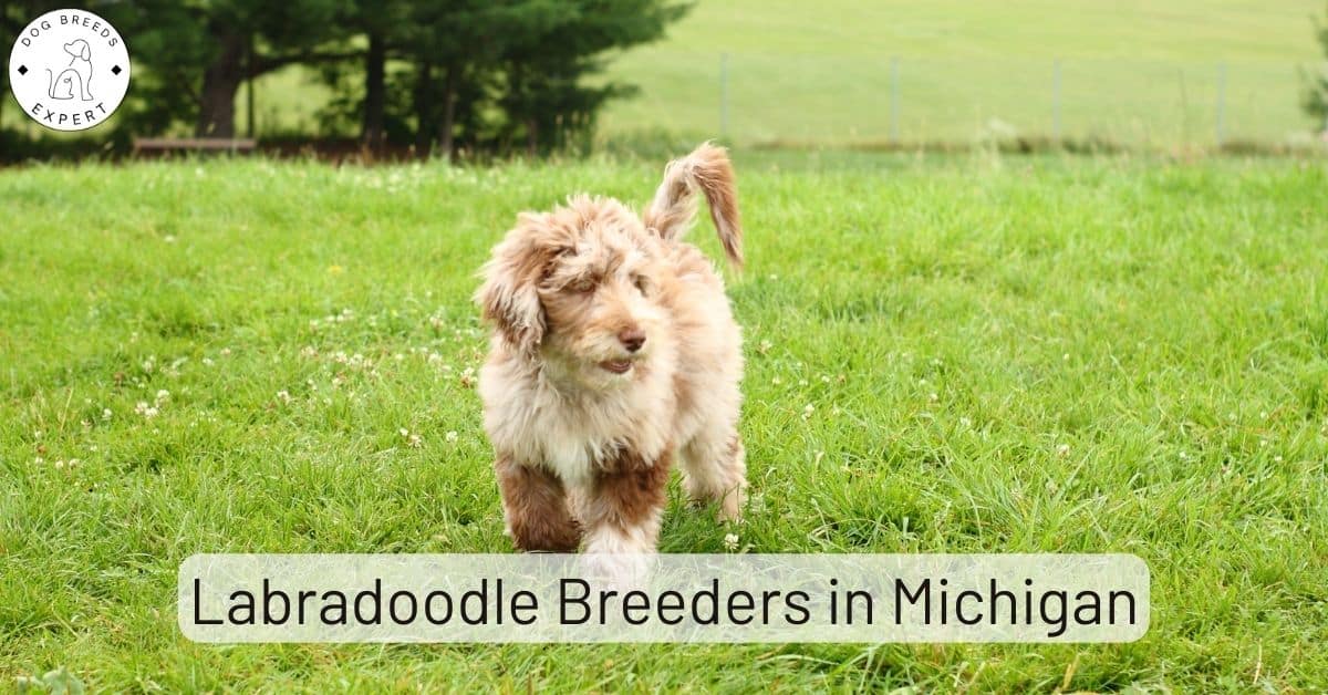 Best Dachshund Breeders in Ontario [2025] | List of 5 Local Breeders