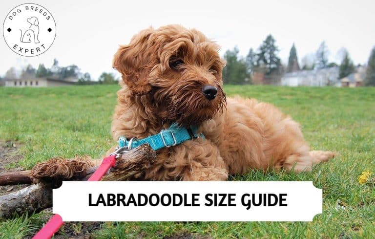 Labradoodle Size - How Big Is A Full Grown Labradoodle?