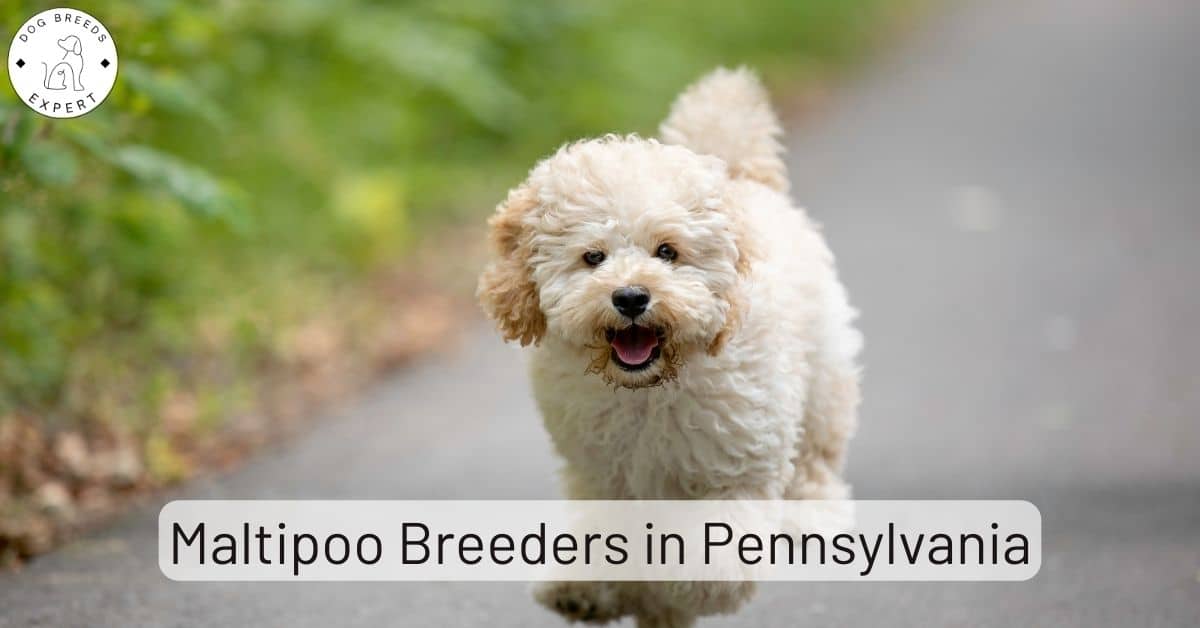 Maltipoo Breeders in Pennsylvania [2025] | List of 6 Local Breeders