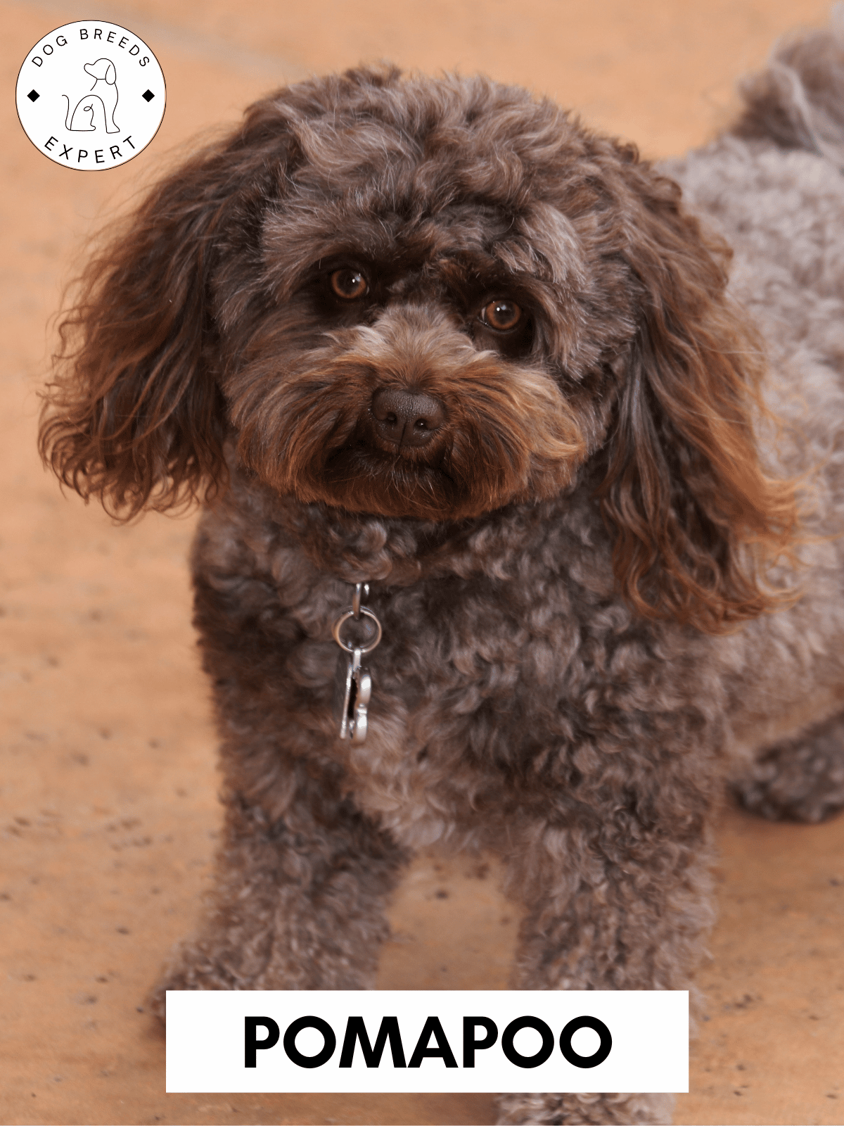 Poodle Mixes - List of the 63 Most Popular Poodle Cross Breeds [2025]