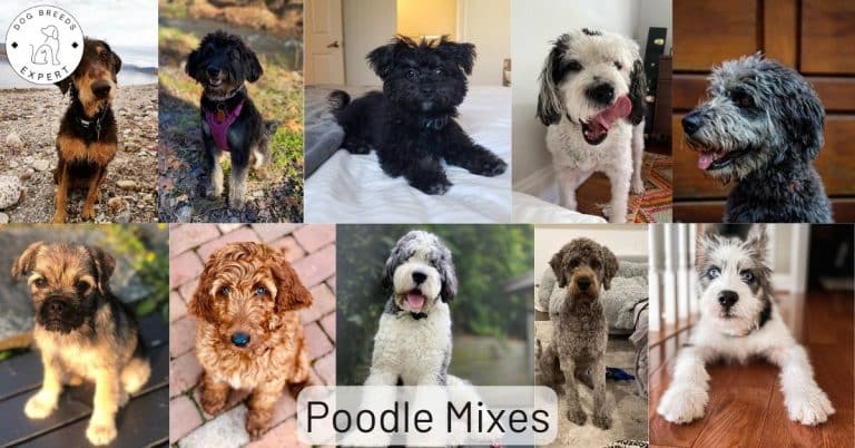 Poodle Mixes - List of the 63 Most Popular Poodle Cross Breeds [2025]