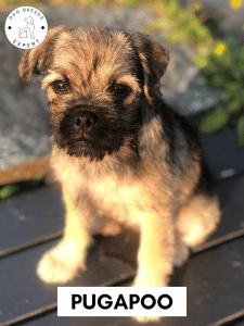 Poodle Mixes - List of the 63 Most Popular Poodle Cross Breeds [2025]