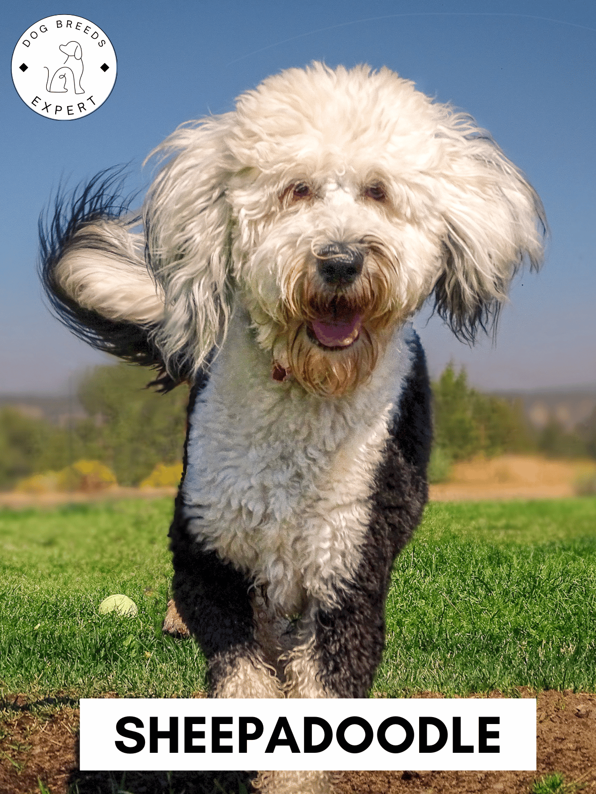 Sheepadoodle Dog Breed Guide | Traits & Needs Explained