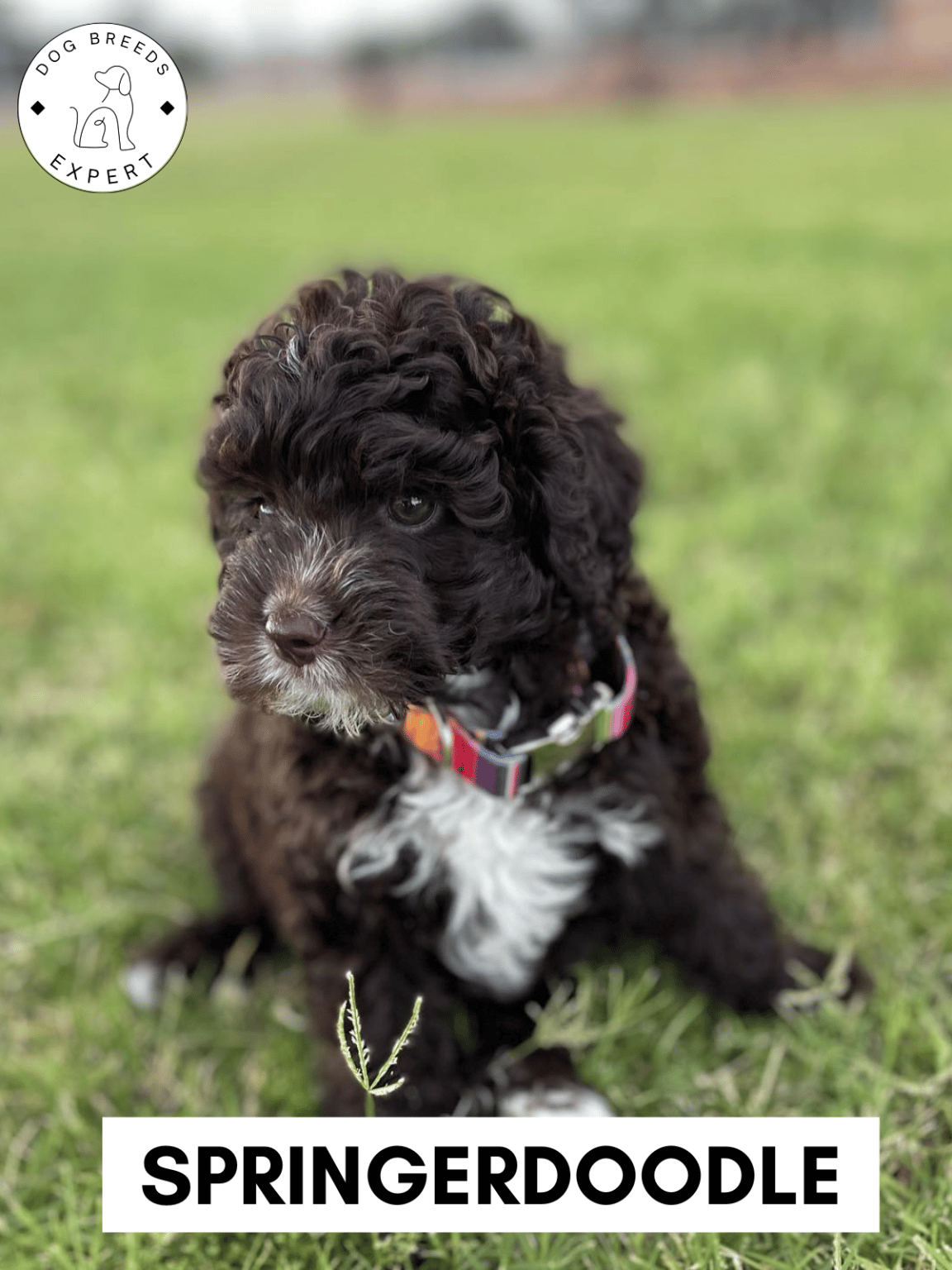 Poodle Mixes - List of the 63 Most Popular Poodle Cross Breeds [2025]