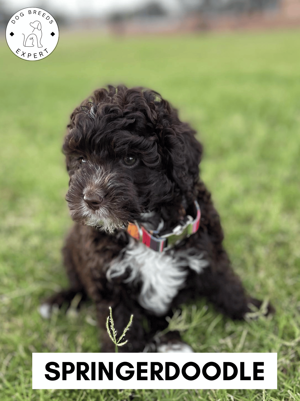 Poodle Mixes - List of the 63 Most Popular Poodle Cross Breeds [2025]