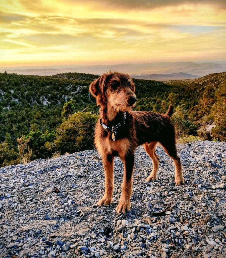 The Doberdoodle - All You Need To Know