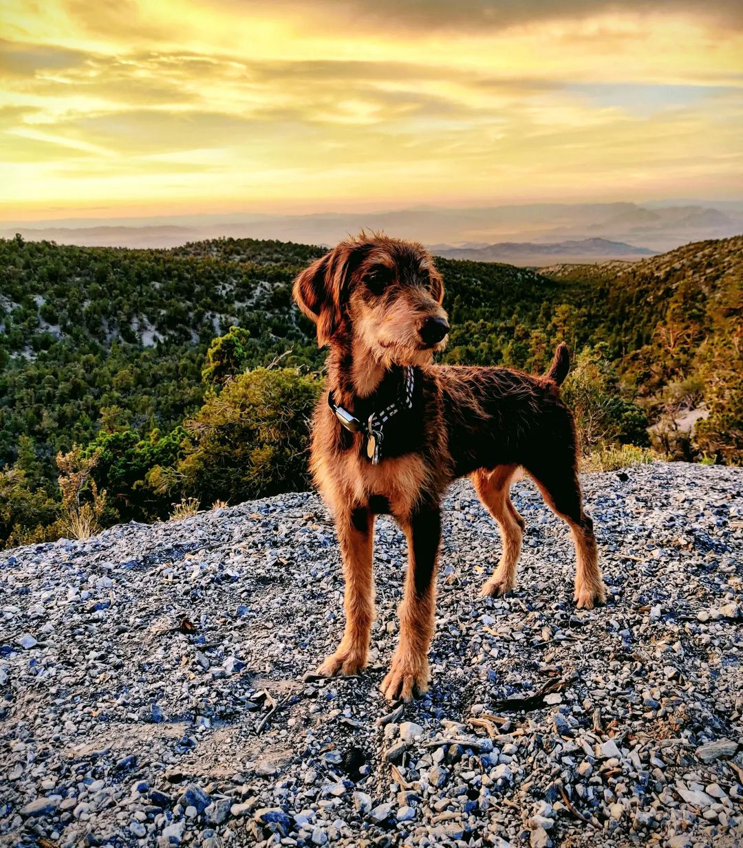 The Doberdoodle - All You Need To Know