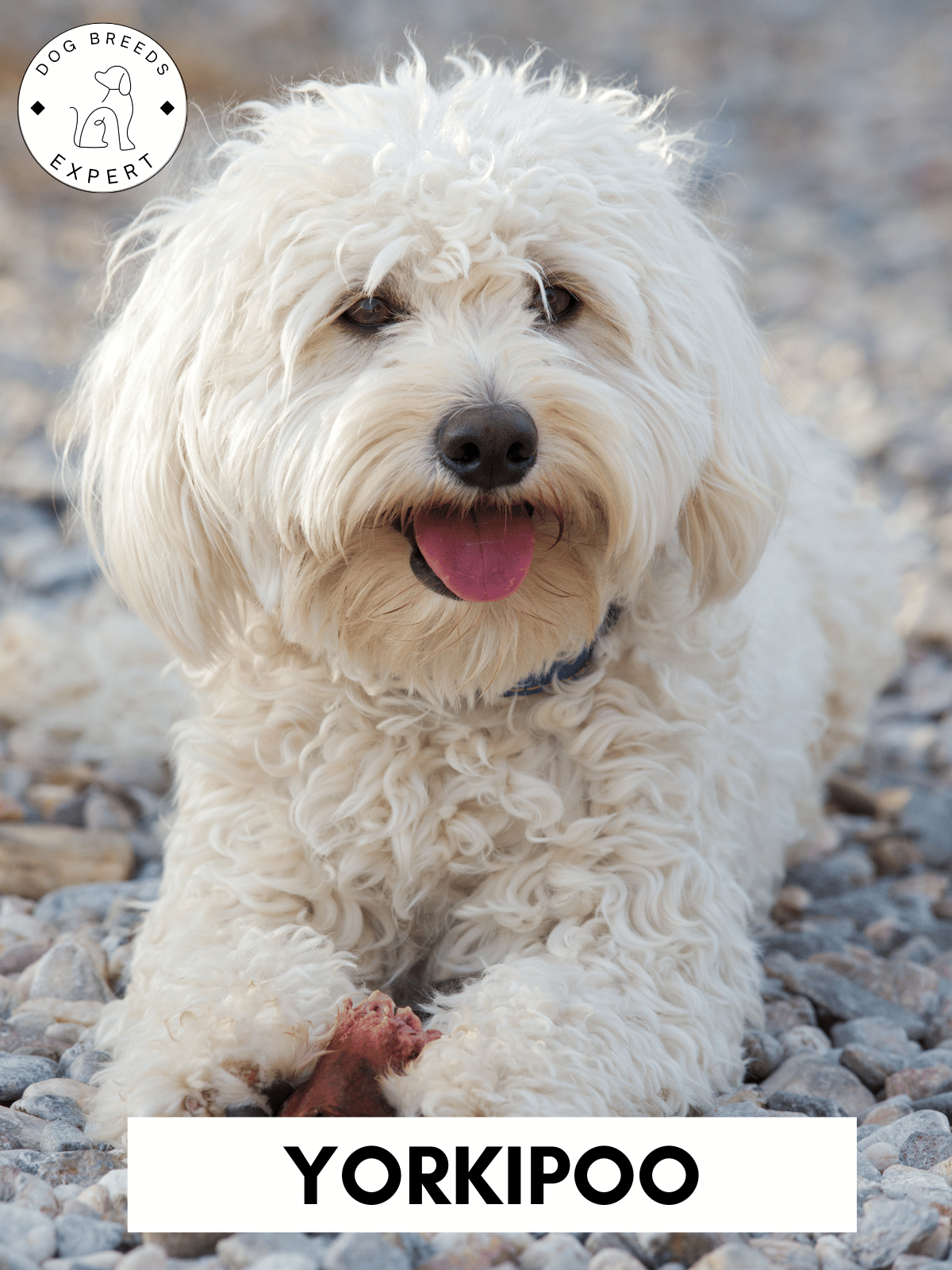 Poodle Mixes - List of the 63 Most Popular Poodle Cross Breeds [2025]