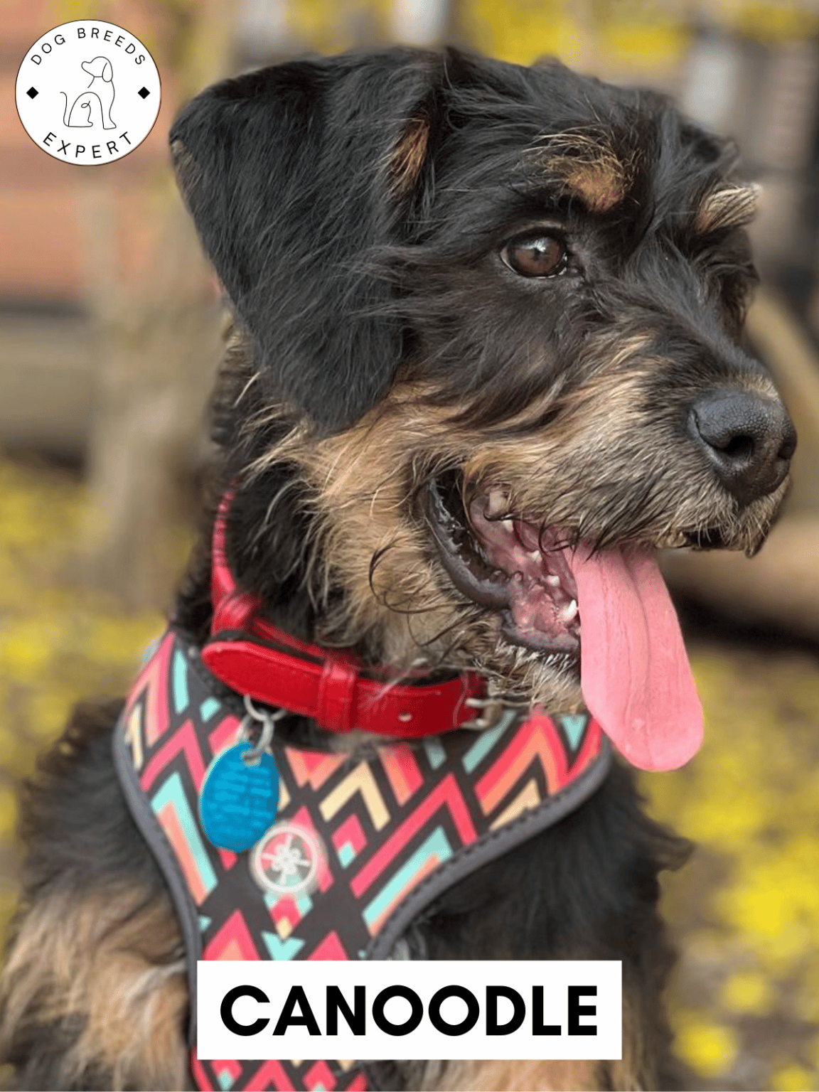 Poodle Mixes - List of the 63 Most Popular Poodle Cross Breeds [2025]