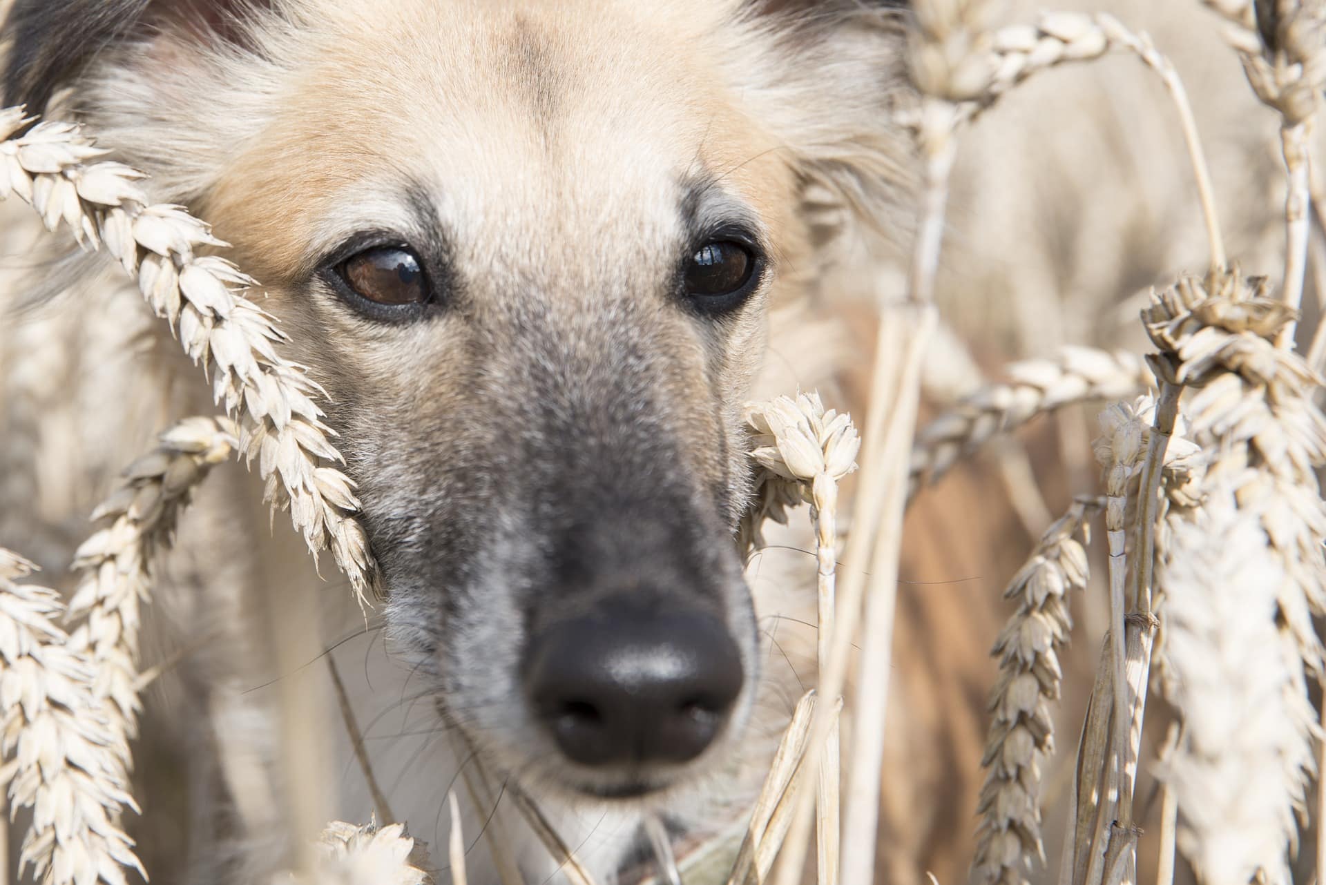 Can Dogs Eat Farro? It's a Nutritious Grain