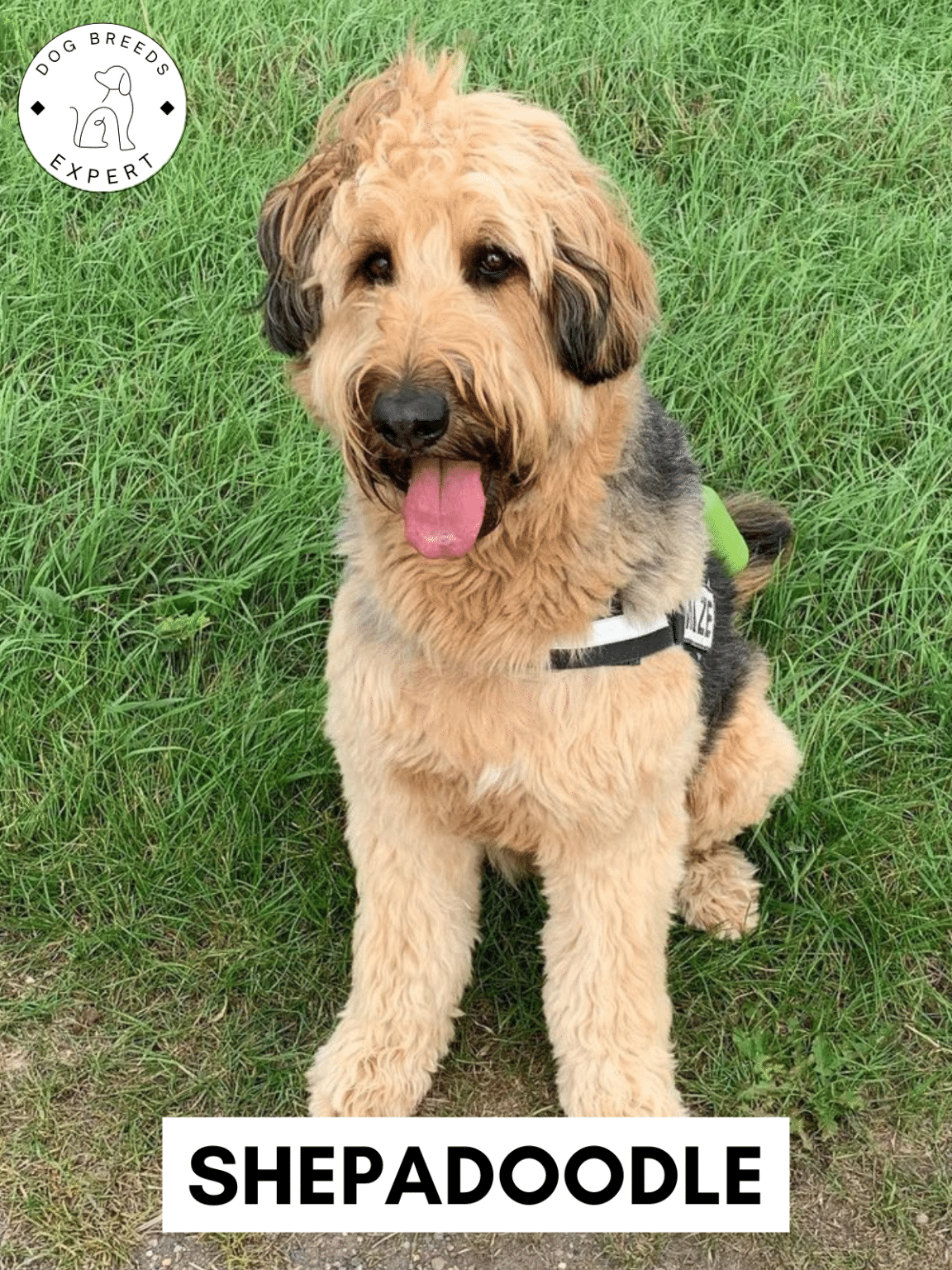 Poodle Mixes - List of the 63 Most Popular Poodle Cross Breeds [2025]