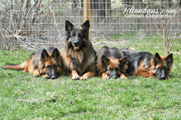 10 Best German Shepherd Breeders in the USA (2025)