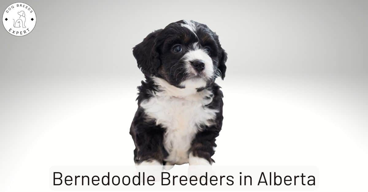 Bernedoodle Breeders in Alberta [2025] | List Of 4 Local Breeders