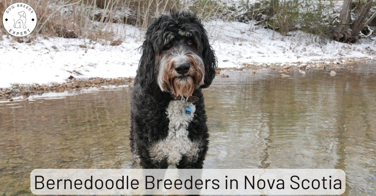 Bernedoodle Breeders in Nova Scotia [2025] | List Of 2 Local Breeders
