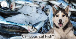 Can Dogs Eat Fish - Is It Safe For Dogs?