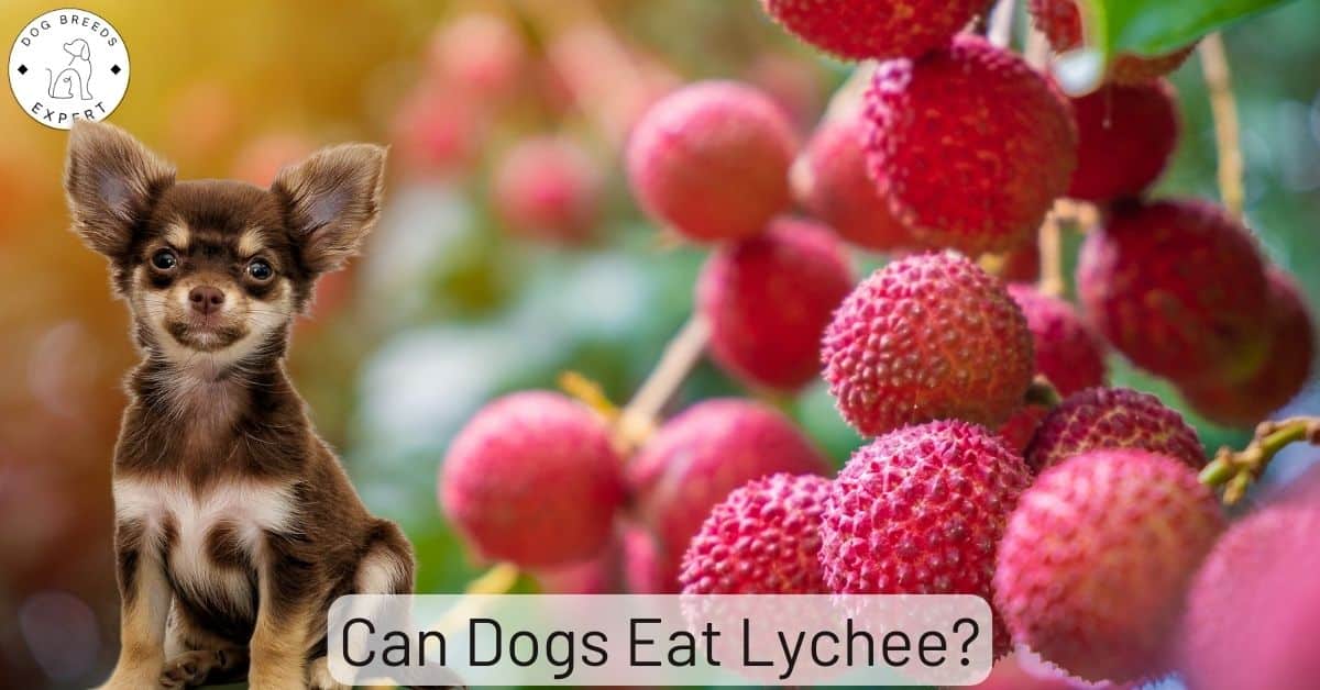 Can Dogs Eat Lychee? [Read Carefully]