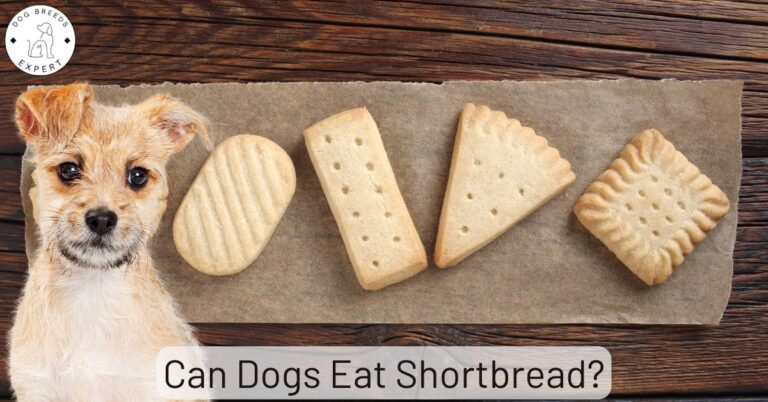 Can Dogs Eat Shortbread?