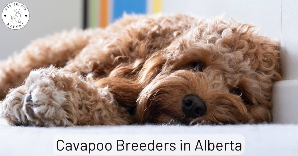 Which Is Best Cockapoo Or Cavapoo